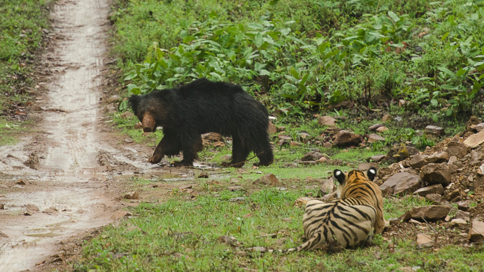 Tiger And Bear Throw Down In Encounter Out Of The 'Jungle Book'