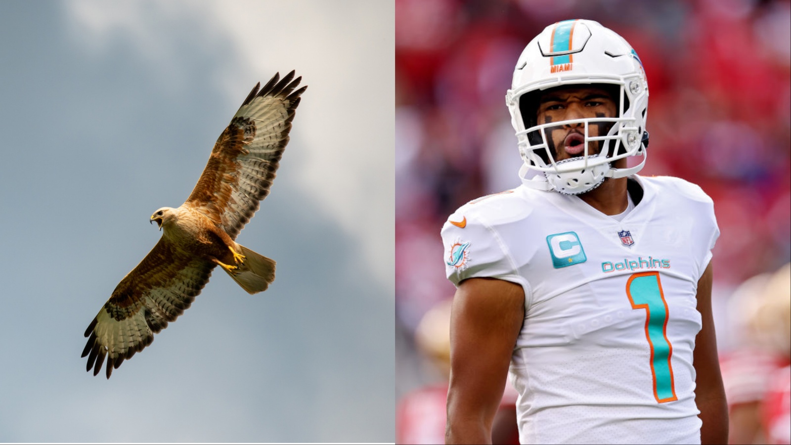 Hawk Tuah Girl's Manager Says Media Networks, WWE Interested