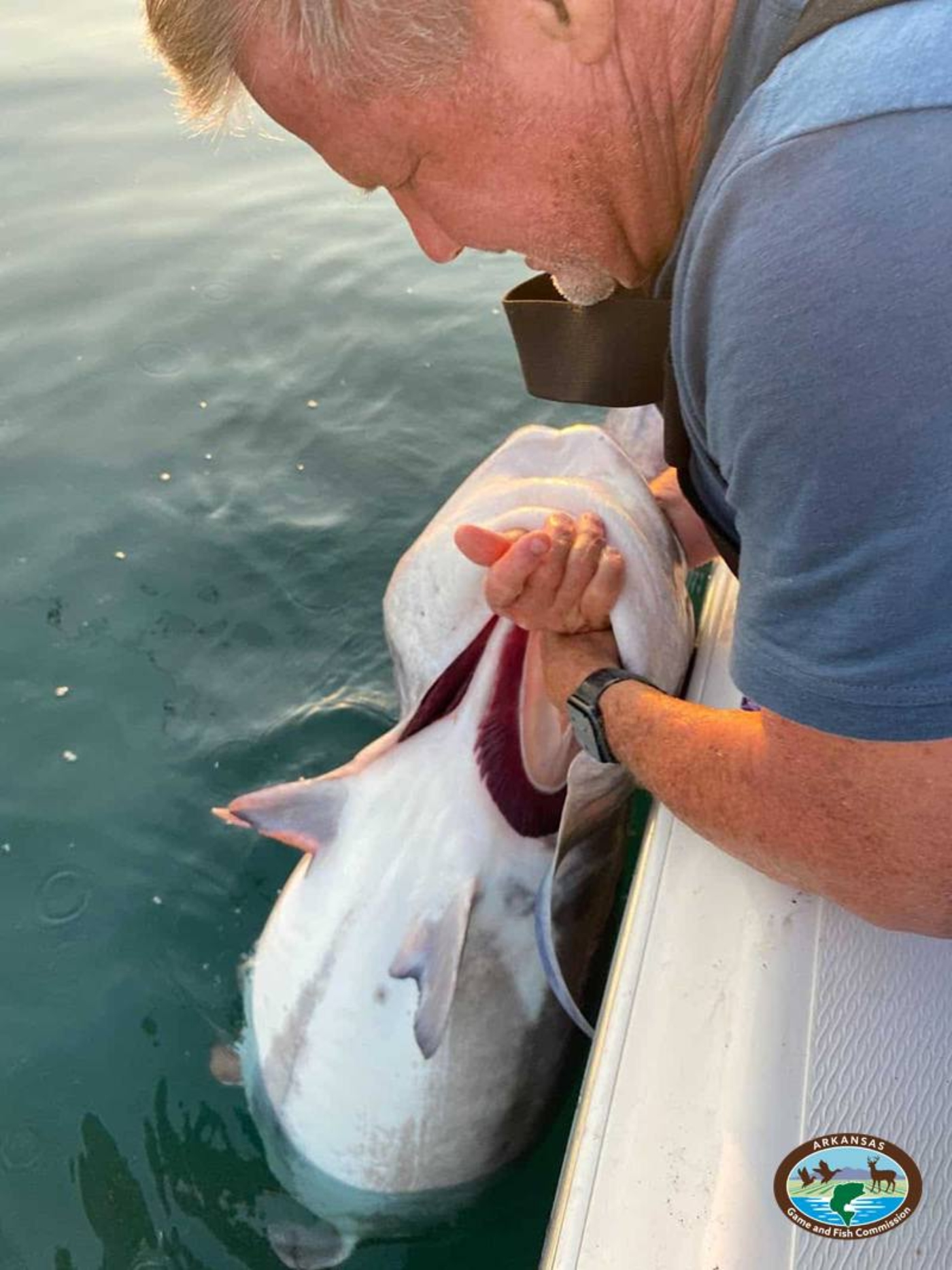 127+ Pound Paddlefish Is New Arkansas State Fishing Record