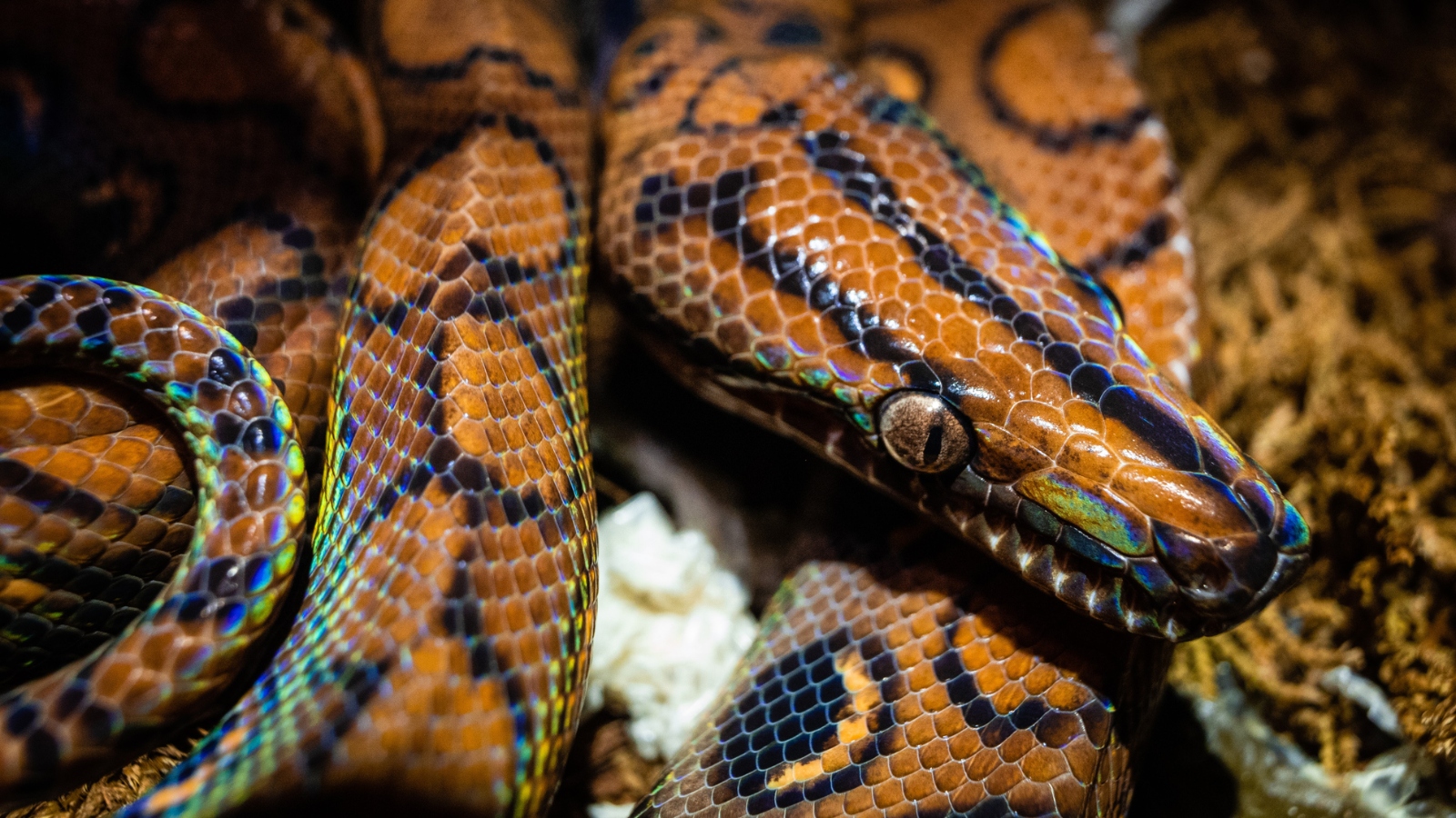 Rare Rainbow Boa Gives Birth To 14 Babies Through 'Virgin Birth'