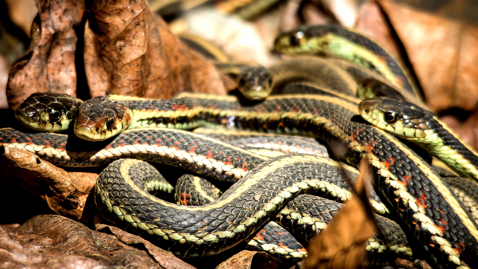 Man Caught Smuggling 100 Live Snakes In His Pants At Airport