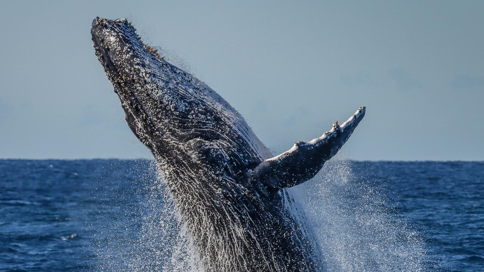 Wild Video Shows Breaching Whale Capsizing Boat Off NH Coast