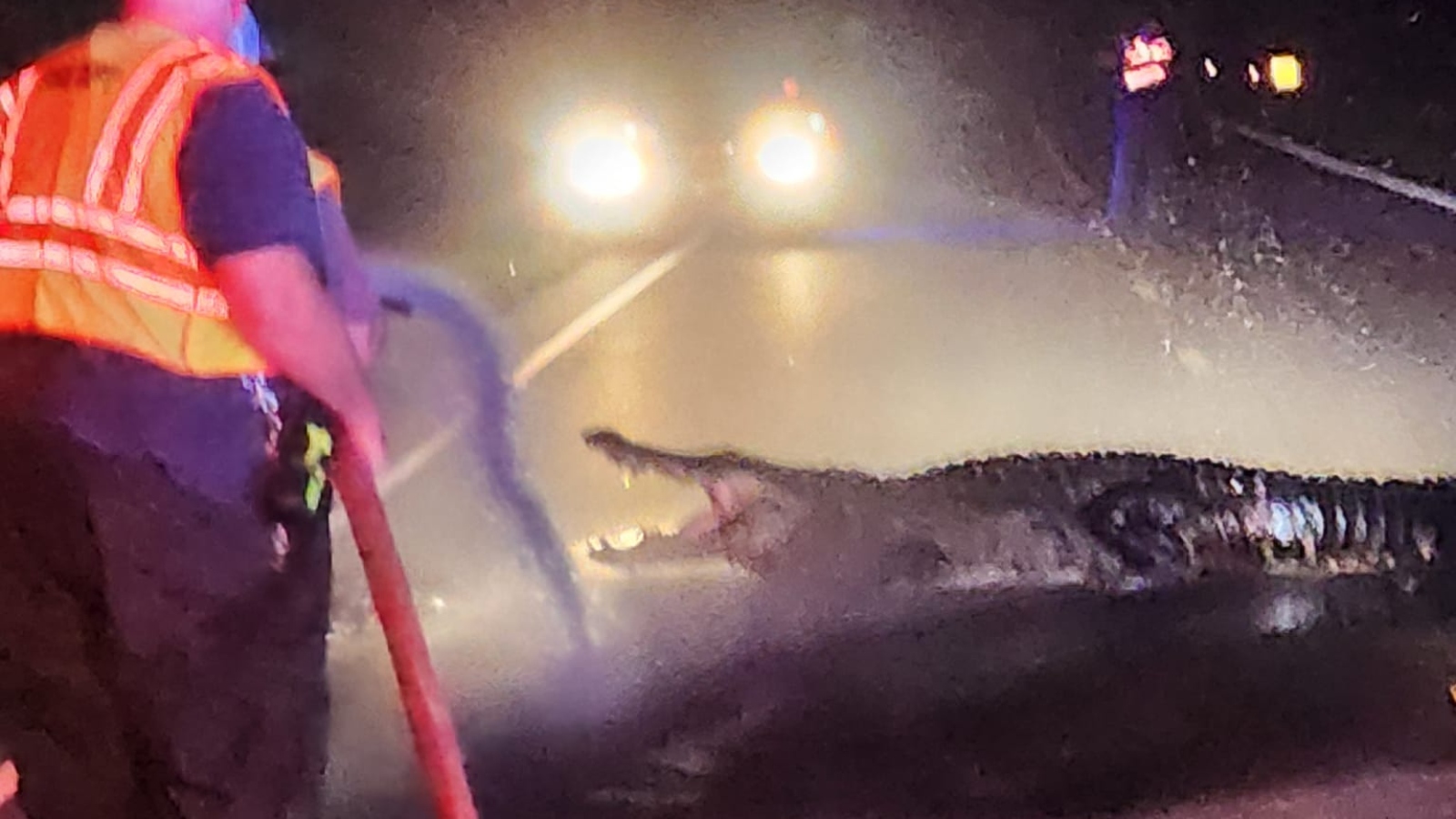 Cops Call For Backup To Remove Alligator Lunging At Cars