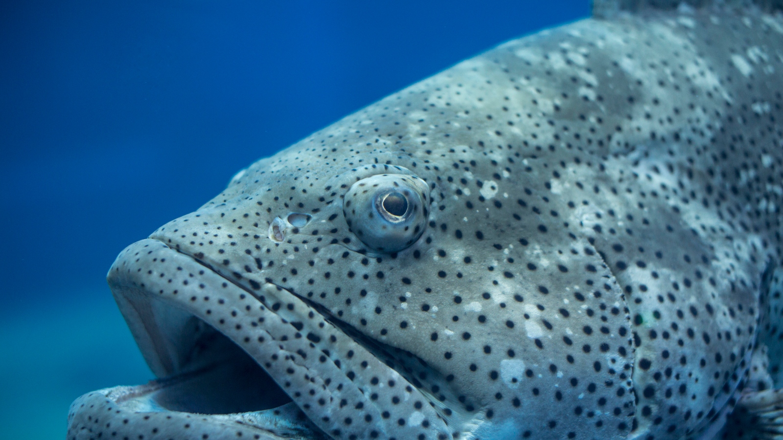Devon Larratt Gets Dominated Fishing For Goliath Grouper
