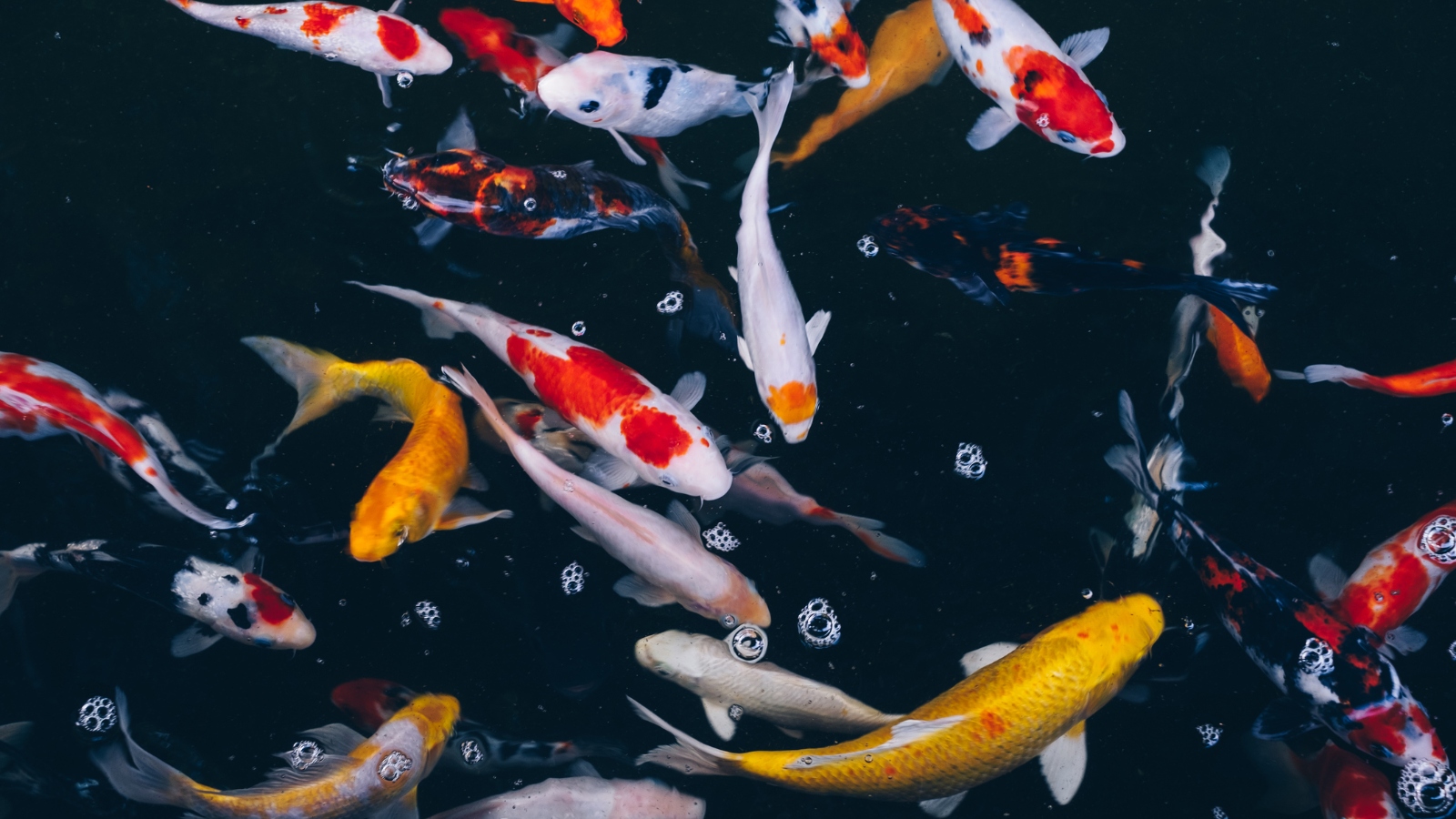 World Record 24.5-Pound Koi Fish Caught Bow Fishing In MI