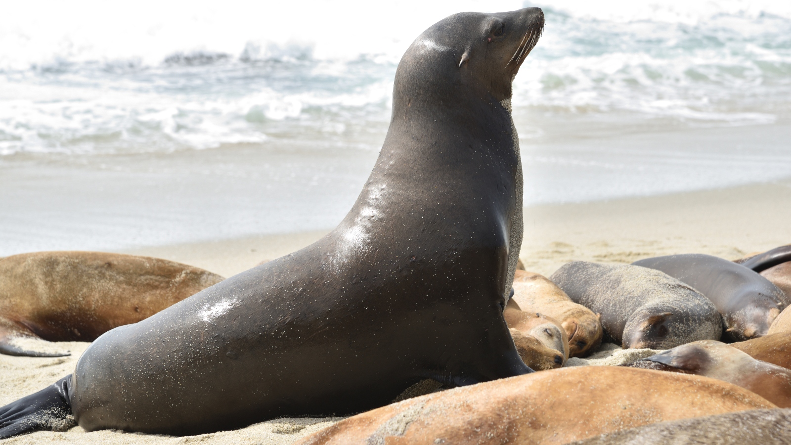 Angry Sea Lion Chases Kids At A Crowded San Diego Beach