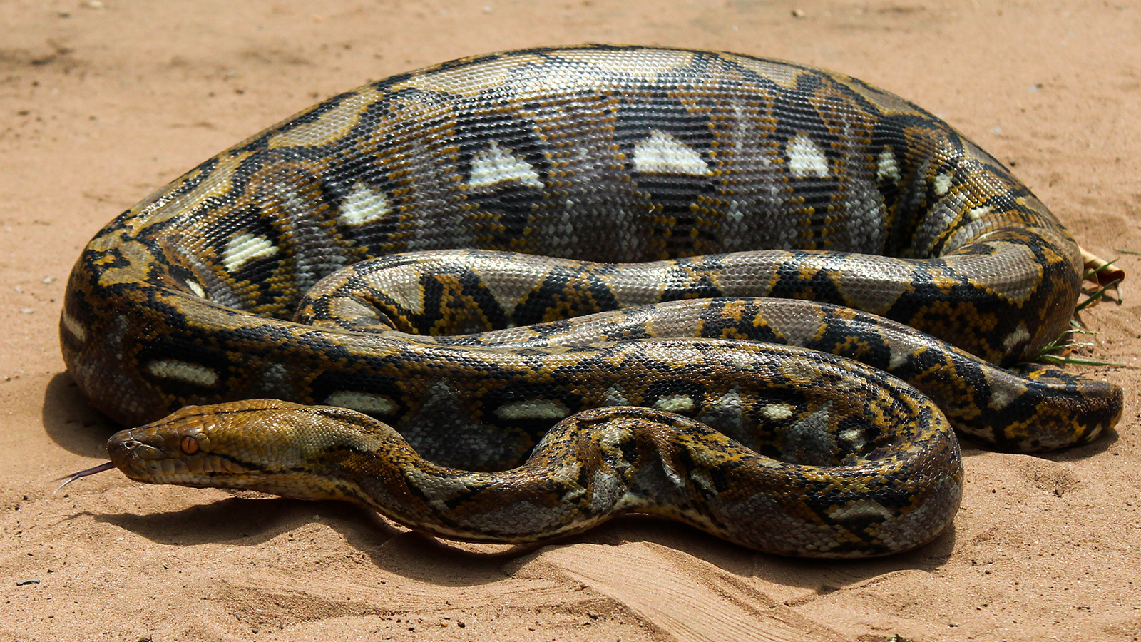 Woman Eaten By Python In Indonesia For 2nd Time In A Month