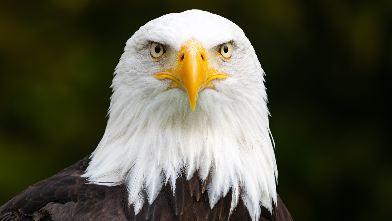 Bad Eagle Mistakenly Rescued Was 'Too Fat To Fly'
