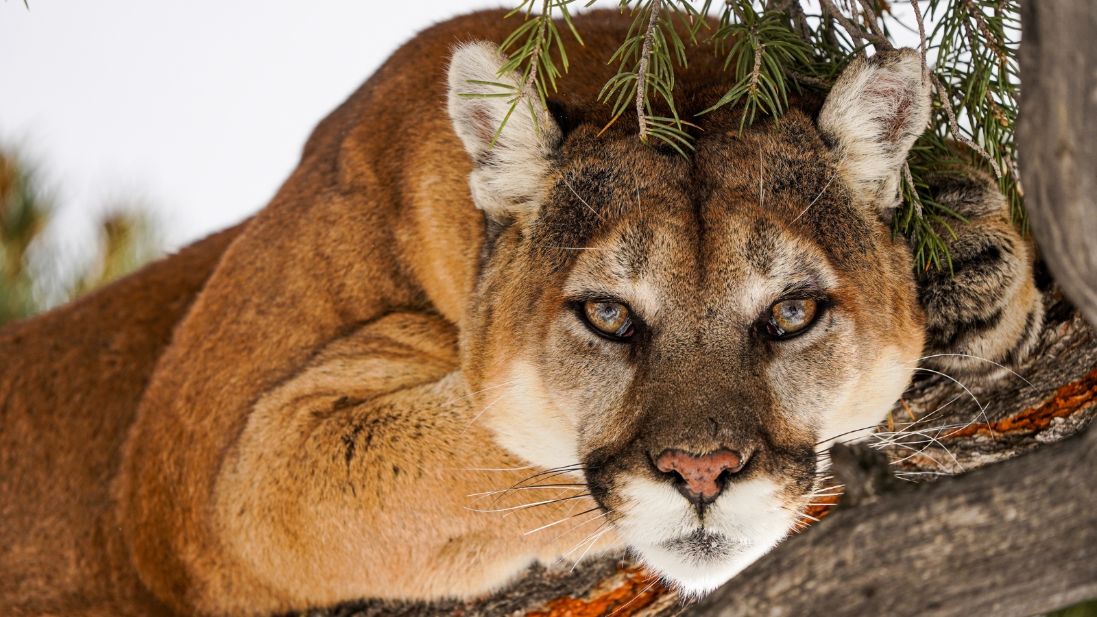 Colorado Investigating First Fatal Mountain Lion Attack Since 1999