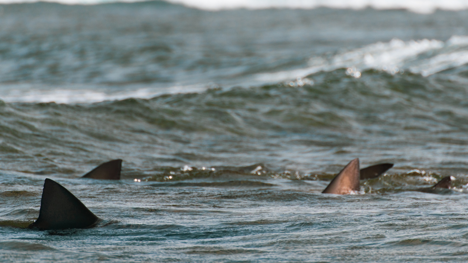 Nantucket Beachgoers Rescue Great White Shark Stuck On Beach