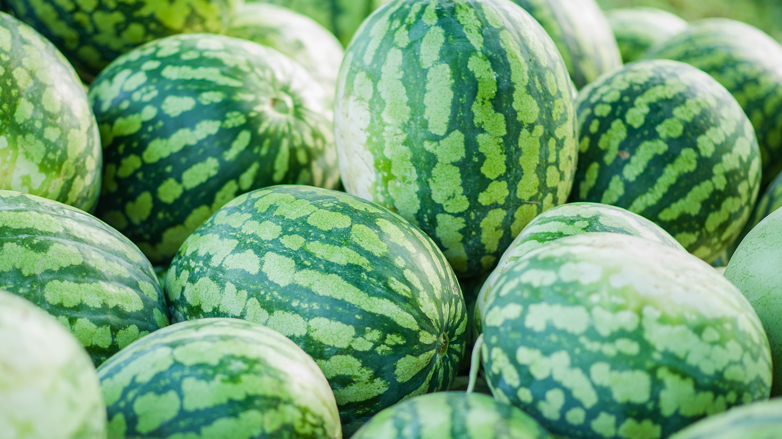 $5 Million Worth Of Meth Disguised As Watermelons Seized