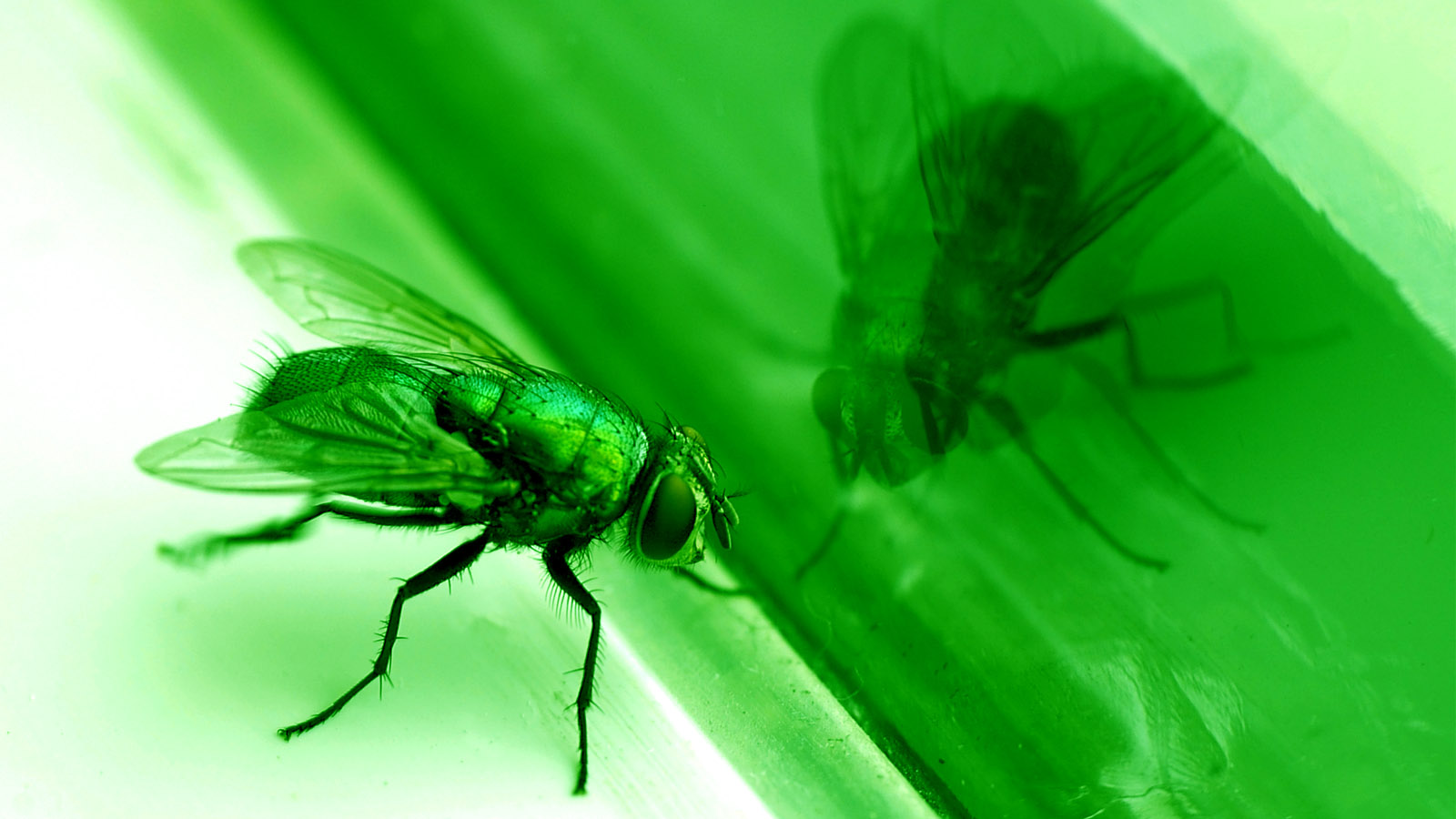 Zombie Fungus Eat Flies Alive Then Takes Control Of Their Brains