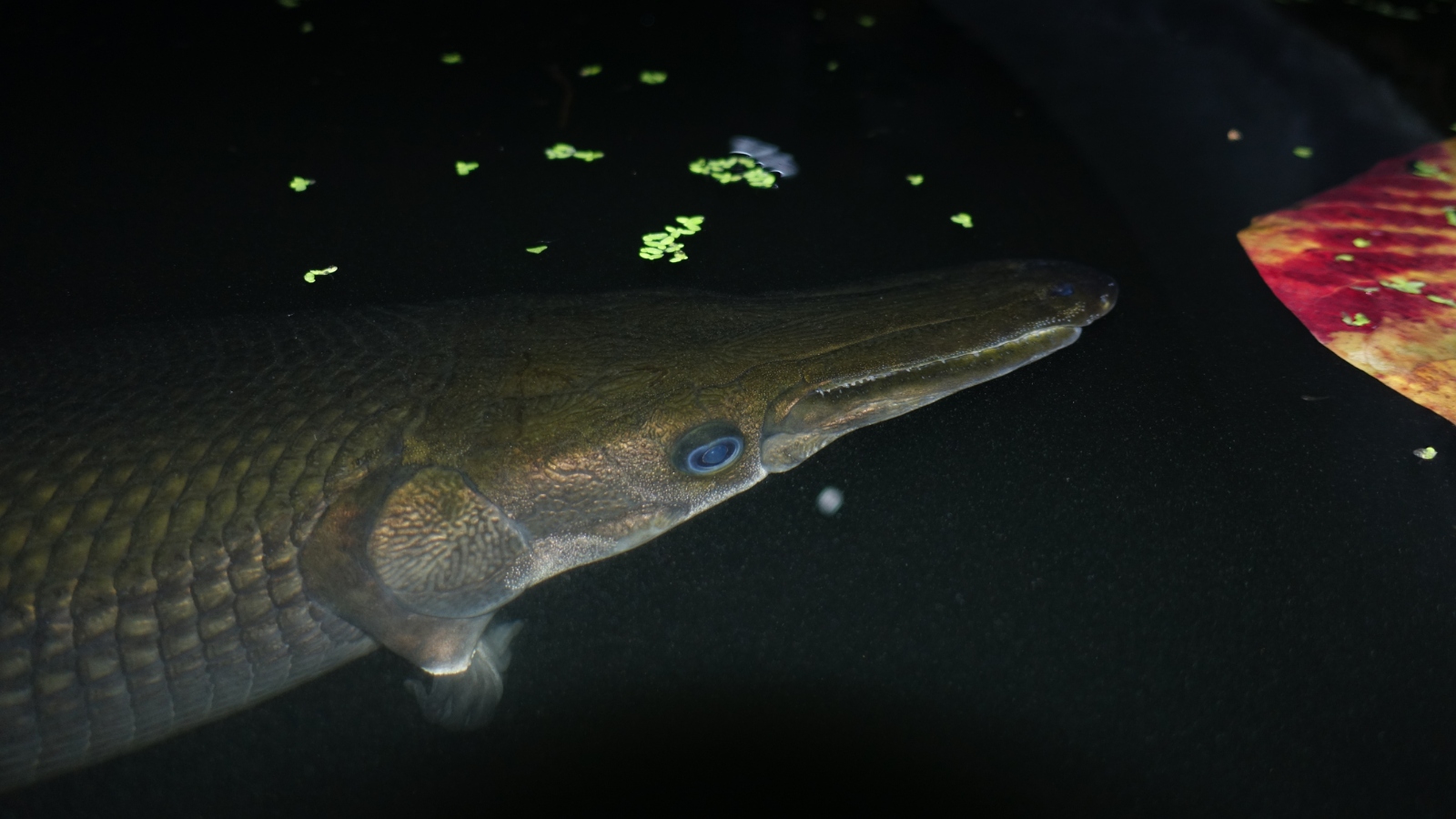 Texas Angler Catches 153lb World Record Alligator Gar On 2lb Test