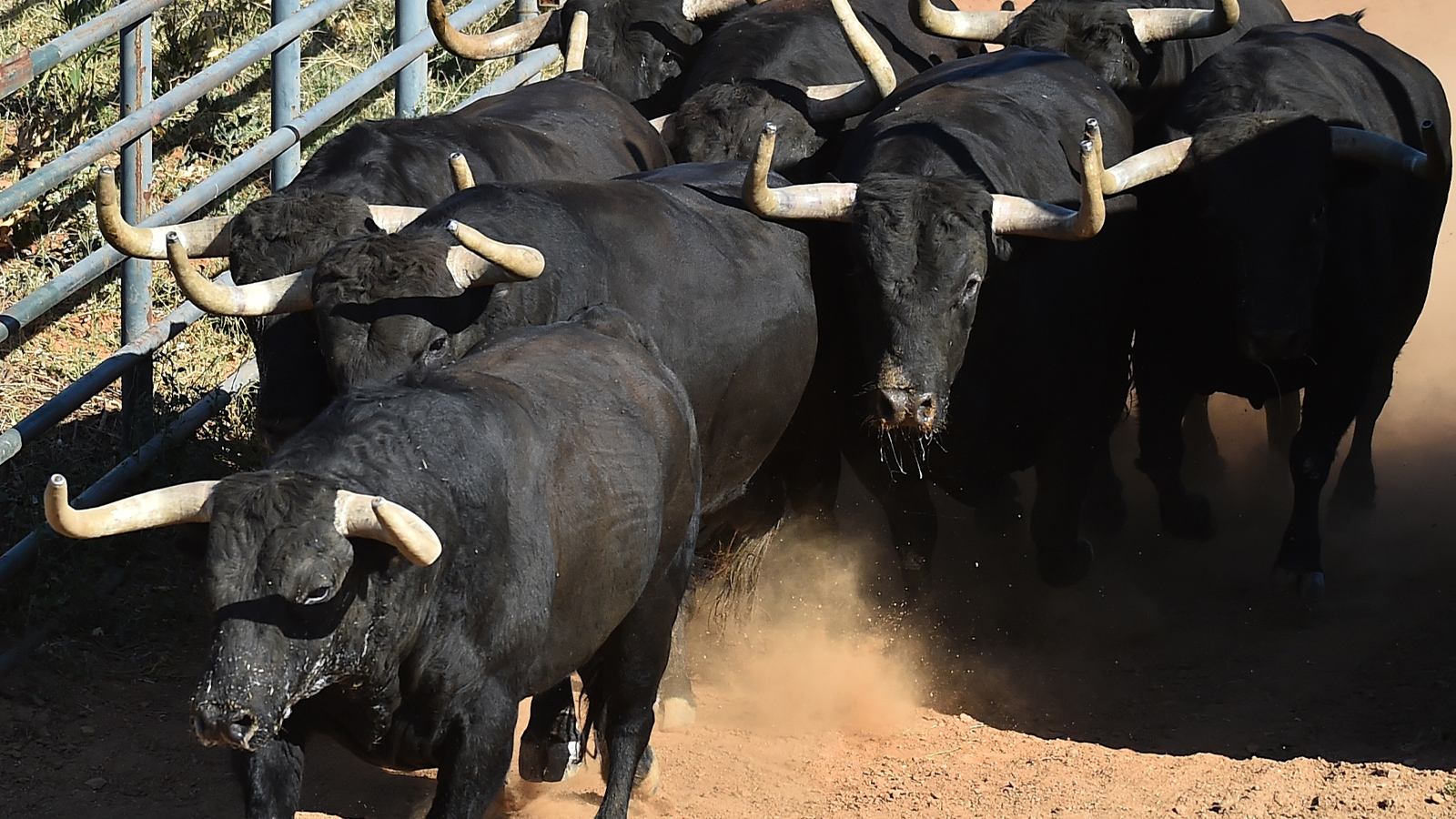 Pack Of Bulls Sparks Chaos After Escaping From MA Rodeo