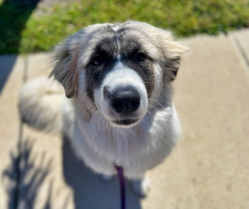 Why I'd Recommend Embark DNA Testing To Any Dog Owner