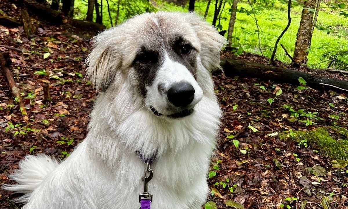 Why I'd Recommend Embark DNA Testing To Any Dog Owner