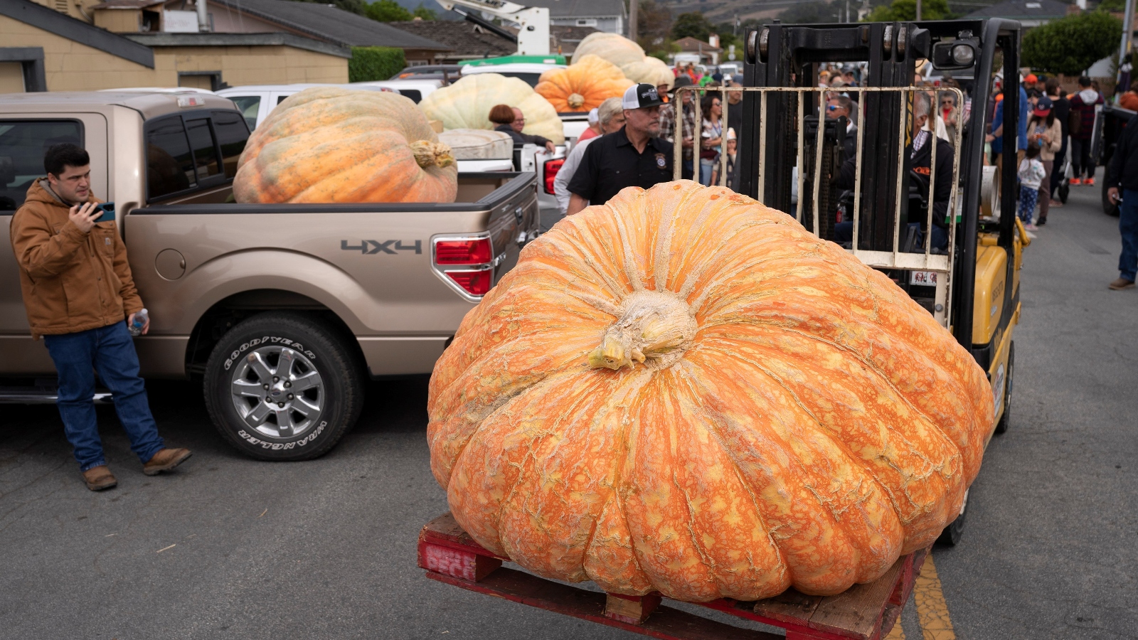 The Great American Half Moon Bay Pumpkin Weigh Off Is Back