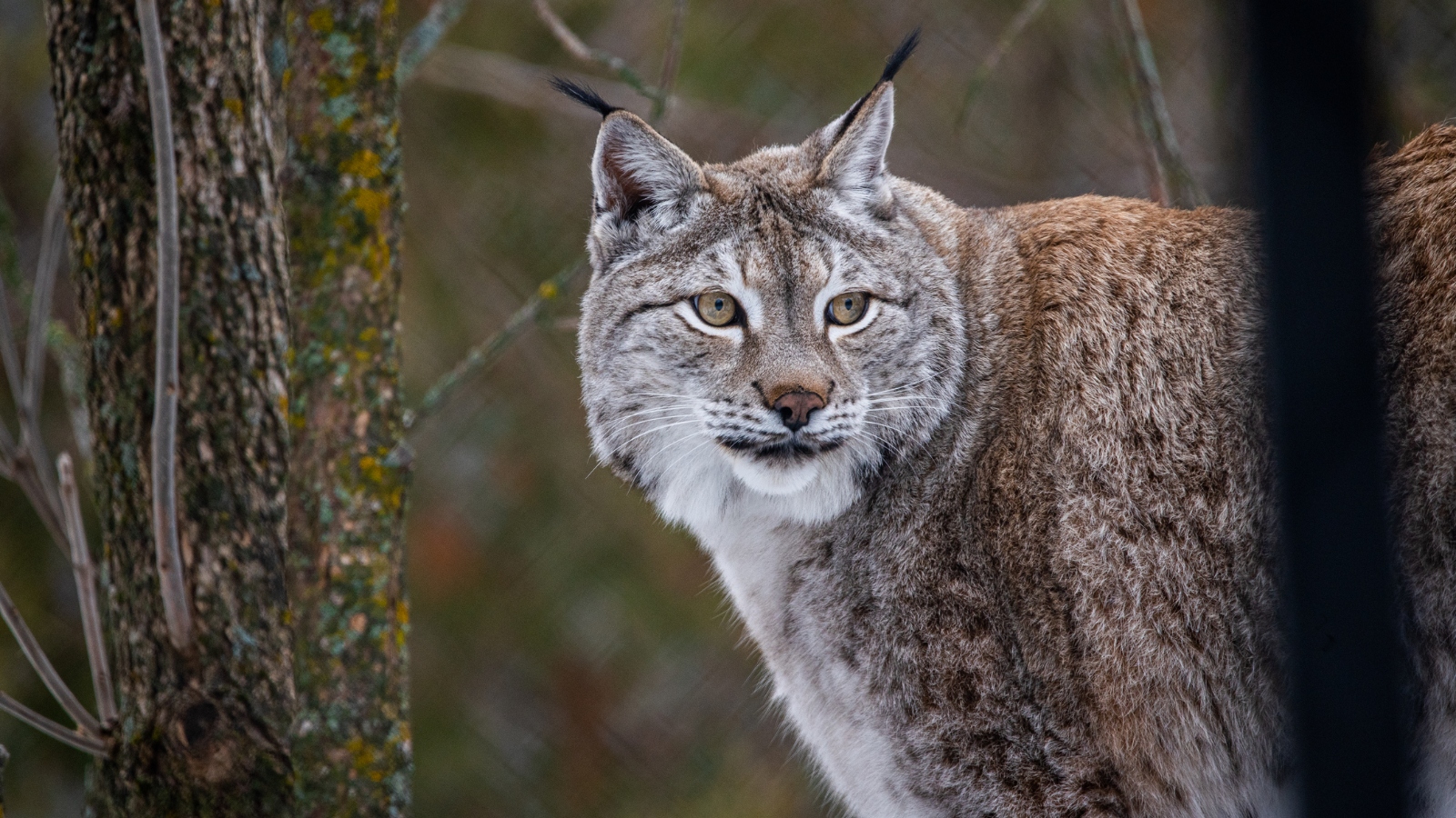 Stunning Footage Of Canada Lynx Captured In Northern Minnesota