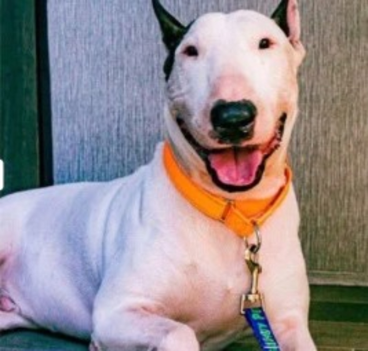 Man Arrested After Hurricane Milton Abandoned Dog Was Rescued