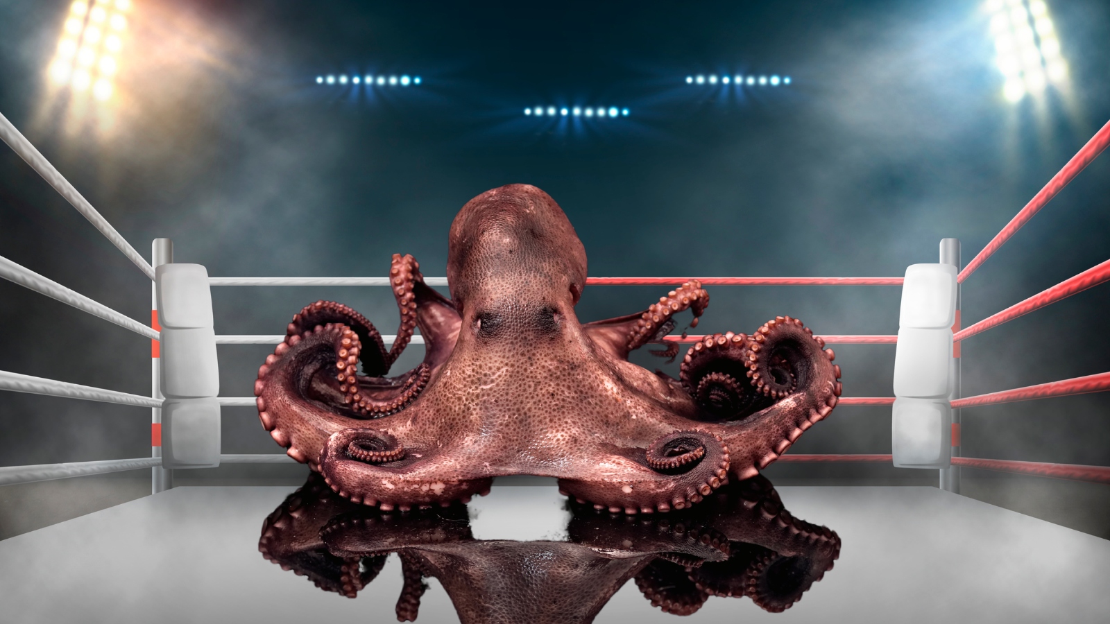 Scientists Figure Out Why Octopus Punch Fish On Hunting Parties