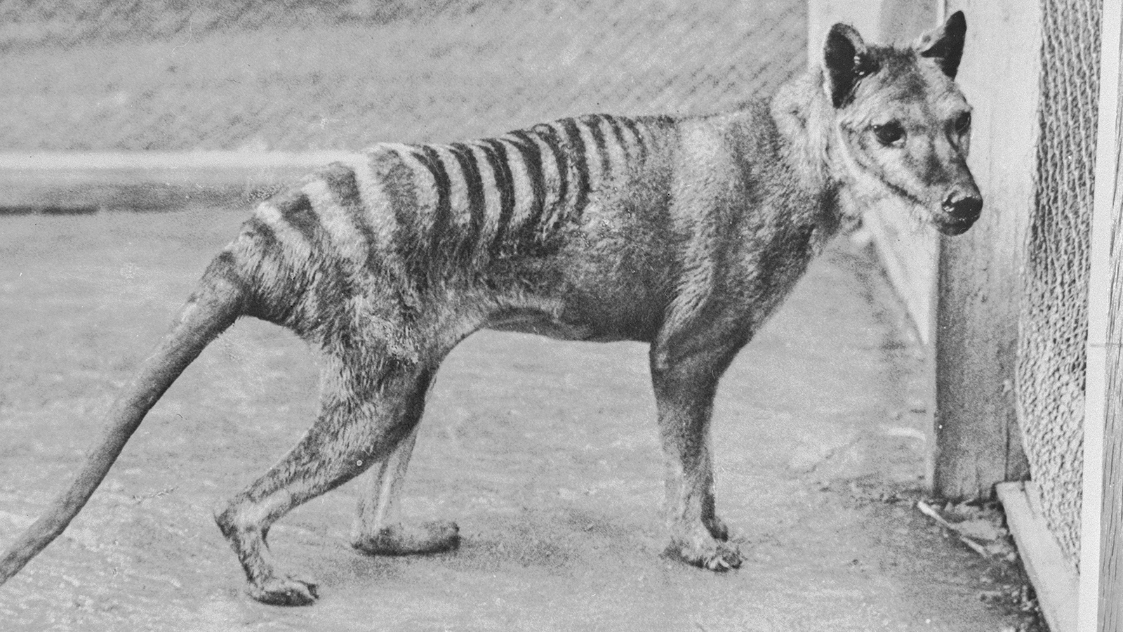 Scientists Could Bring Tasmanian Tiger Back From Extinction