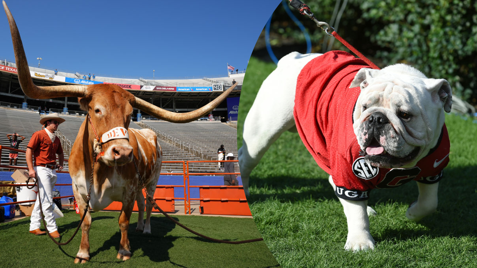 Georgia Mascot UGA Not Attending Texas Game After Previous Incident ...