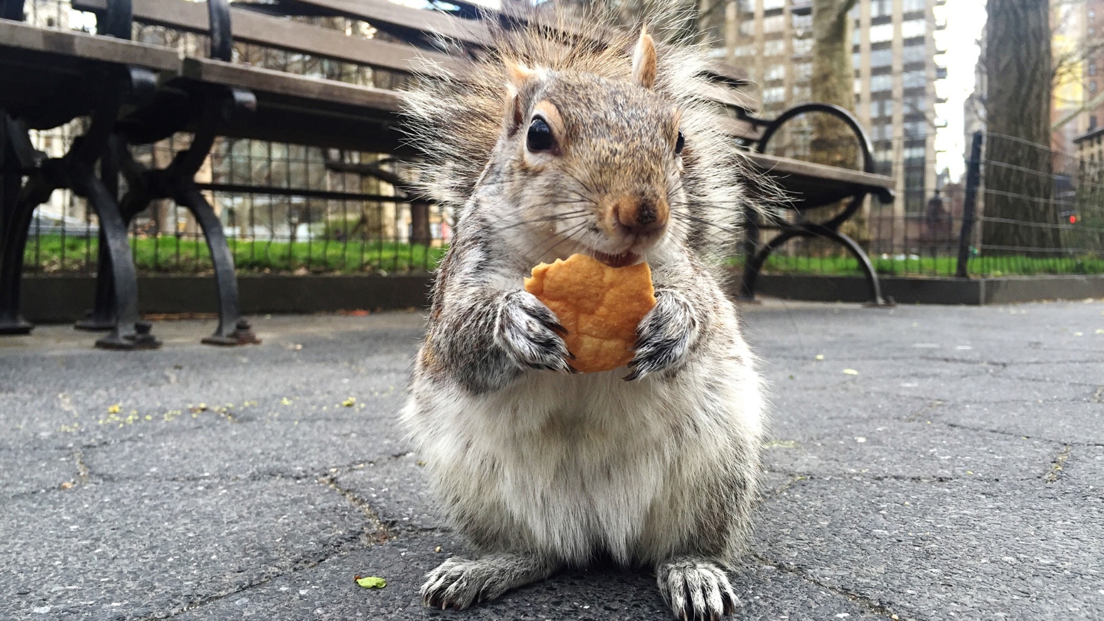Internet Rallies Behind Instagram-Famous Squirrel Named Peanut