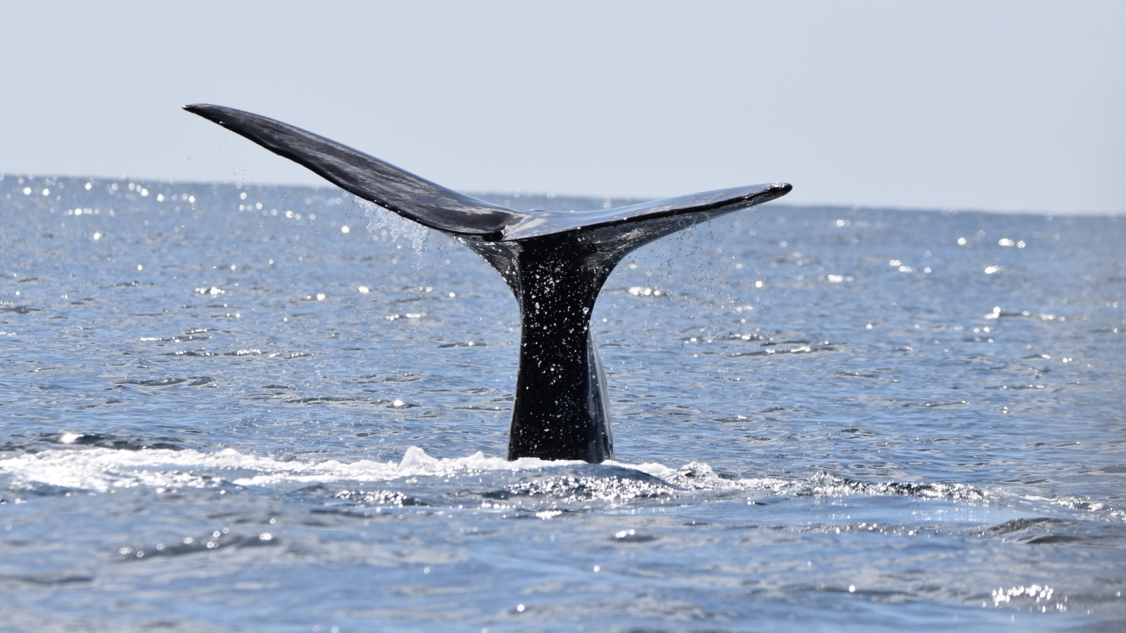 'Exploding Whale Day' Is Now An Official Holiday In Oregon