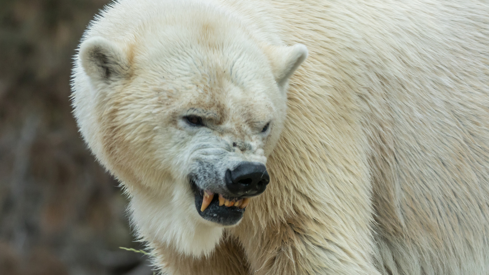 Man Hospitalized After Leaping On Polar Bear To Protect Wife
