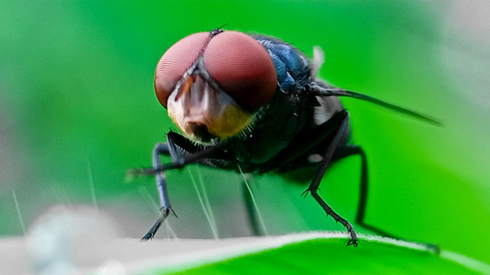 Cochliomyia Hominivorax