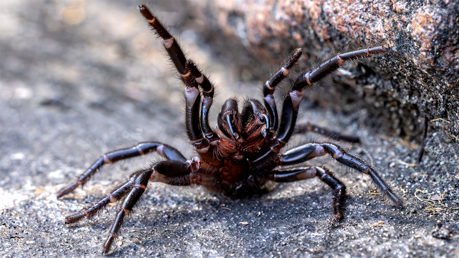 Scientists Discover 'Big Boy' - Most Venomous Spider In The World