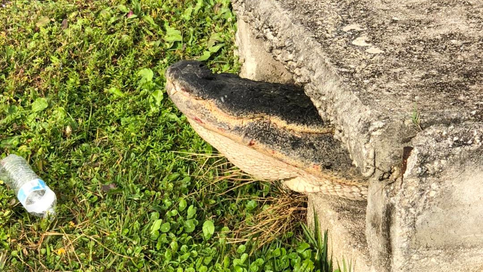 Massive 10ft Florida Alligator Trapped In A Storm Drain Is Rescued