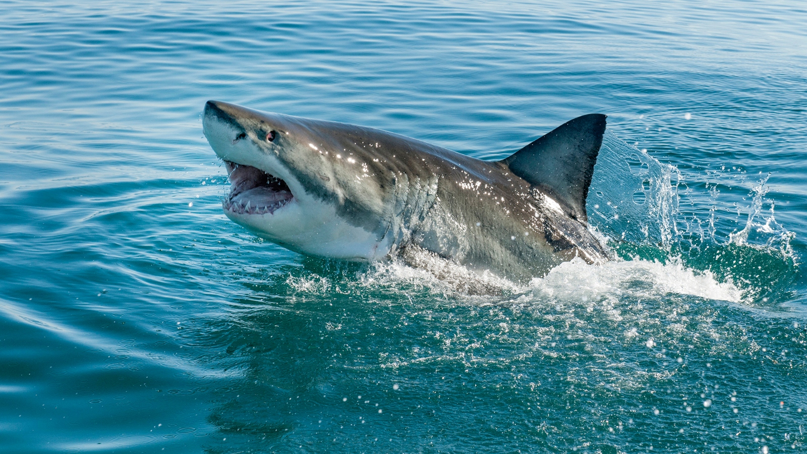 Florida Fishermen Catch Great White Shark From The Beach