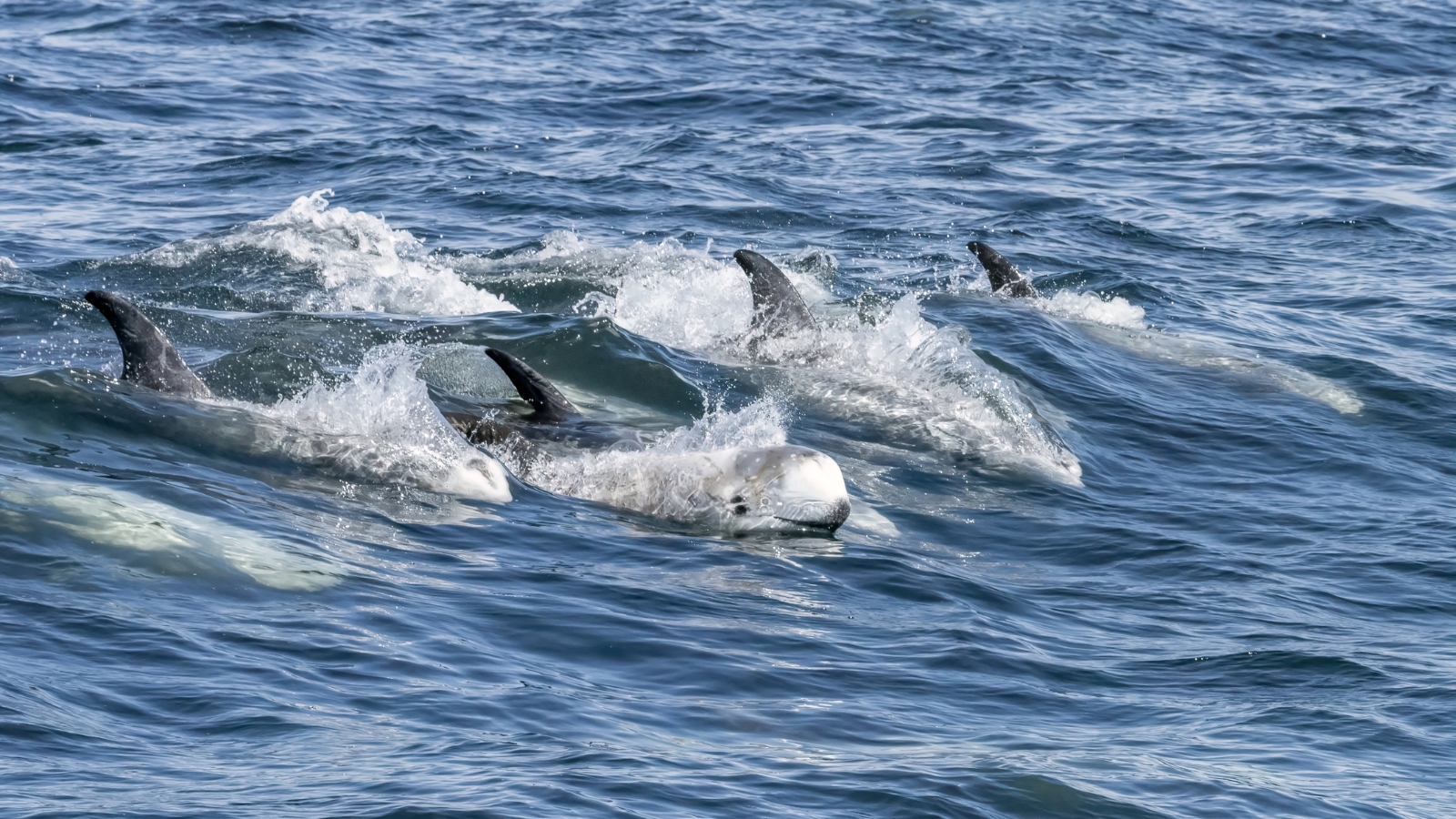 California Super Pod Of 1,500 Dolphins Spotted In Monterey