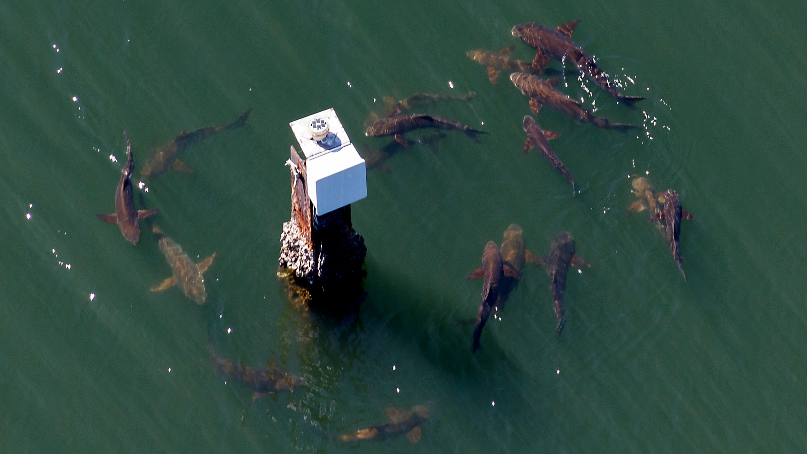 175-Pound Cobia Caught In WA Is New Fishing World Record