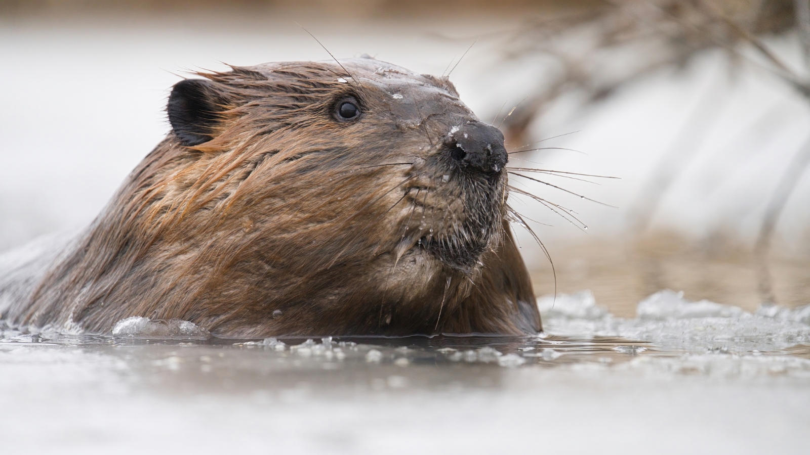 Chicago's Newest Celebrity Is A Fat Beaver That Needs A Name