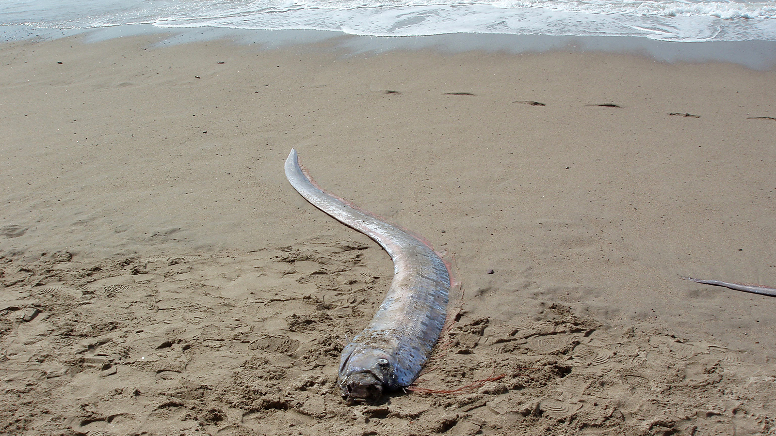 'Doomsday Fish' Linked To Disaster Appears In Mexico