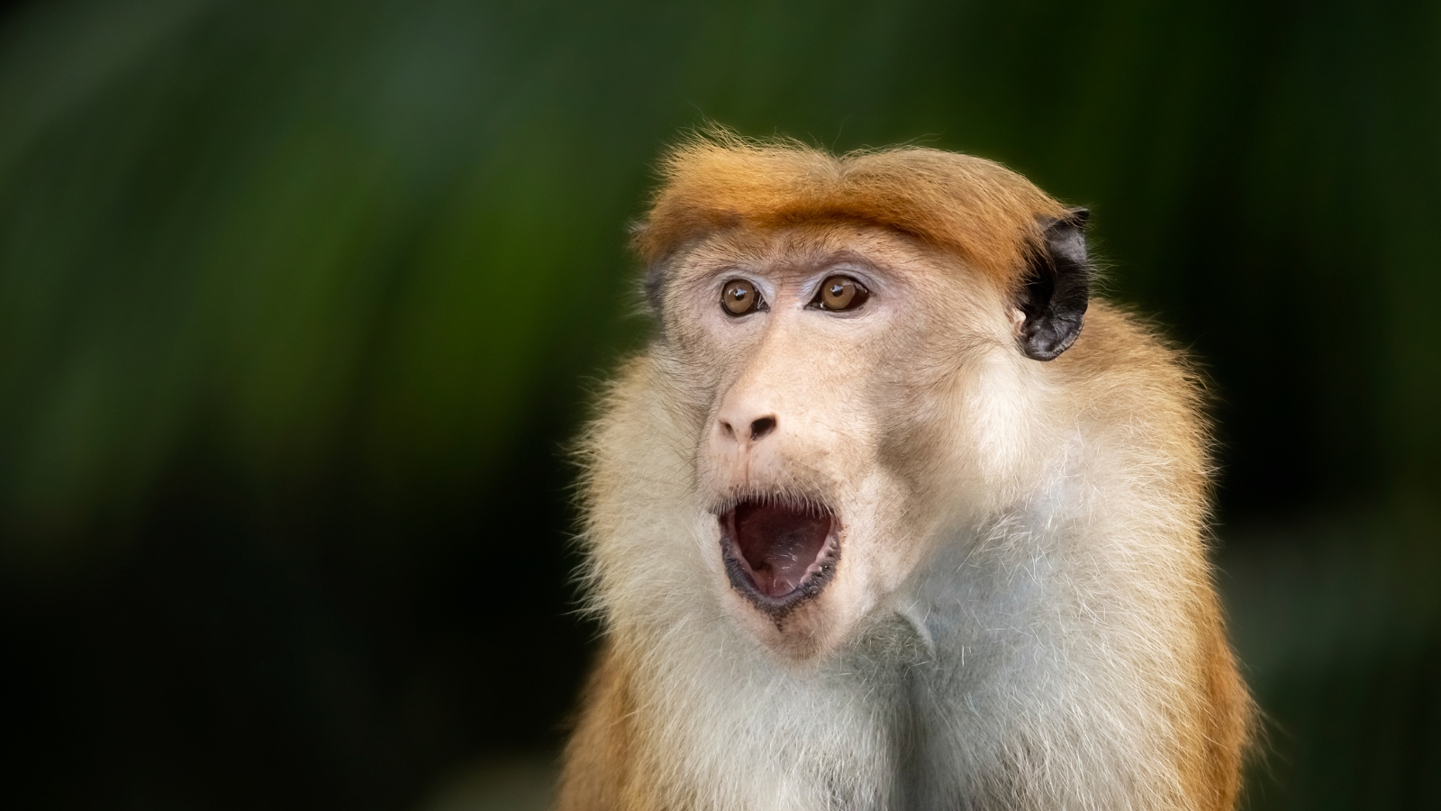 A Single Monkey Knocked Out Power For Sri Lanka's 22M People