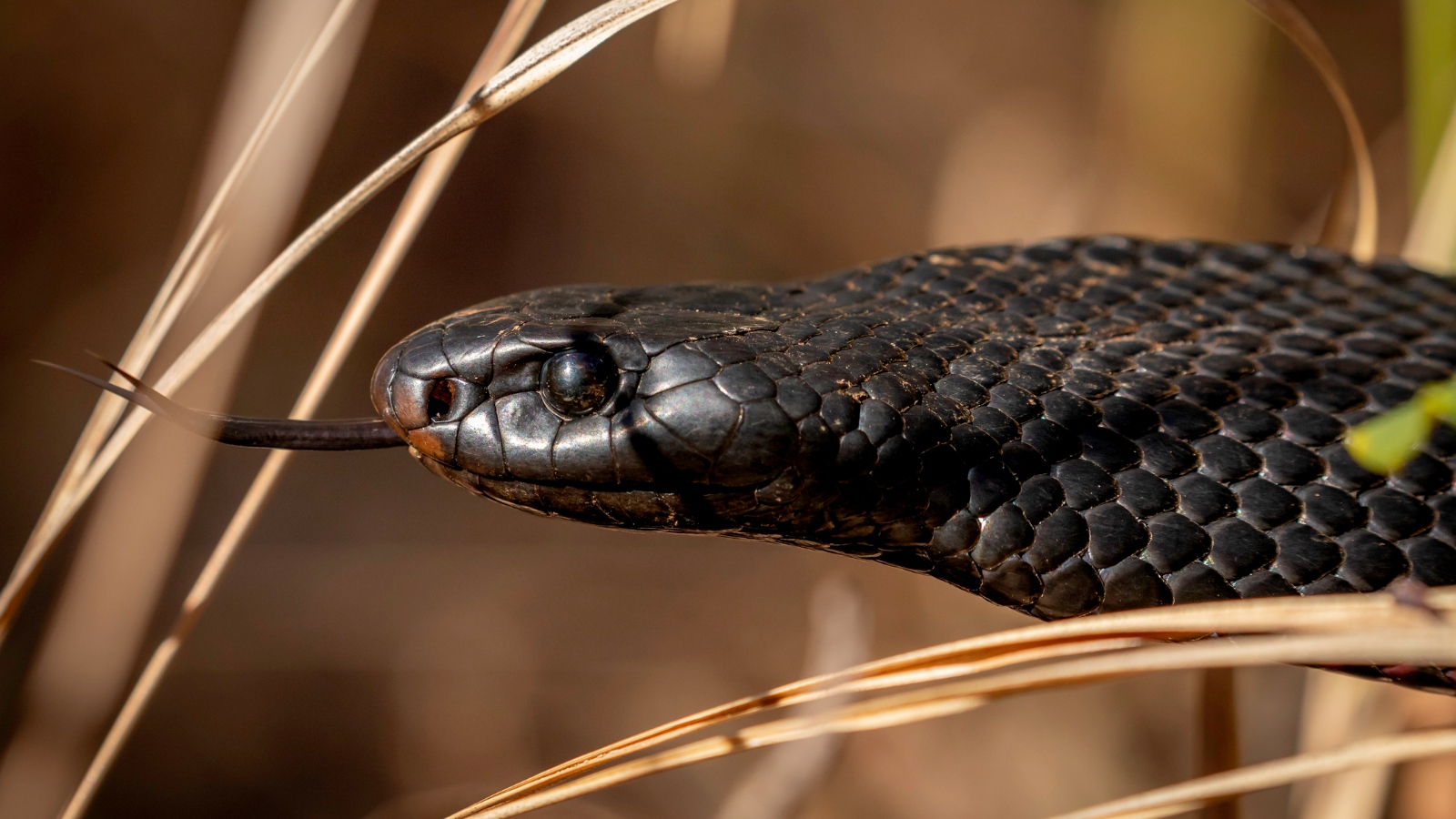 Sydney Man Finds 102 Venomous Snakes In His Backyard