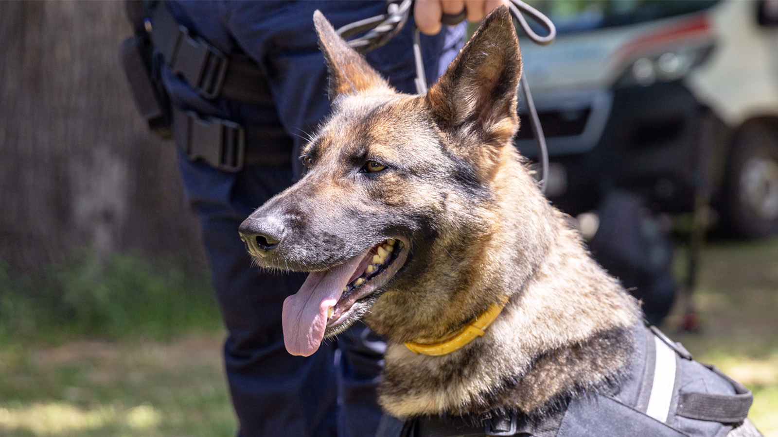 Drug-Sniffing Dogs Bust Smugglers With Hidden Narcotics