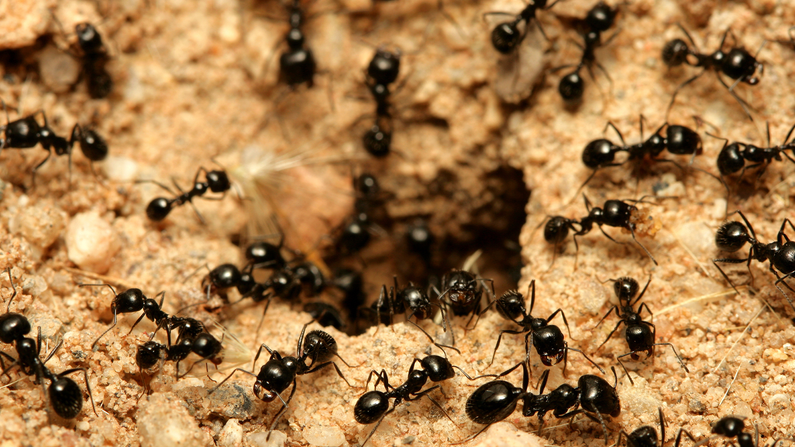 Kenyan Authorities Bust Massive Ant Smuggling Operation