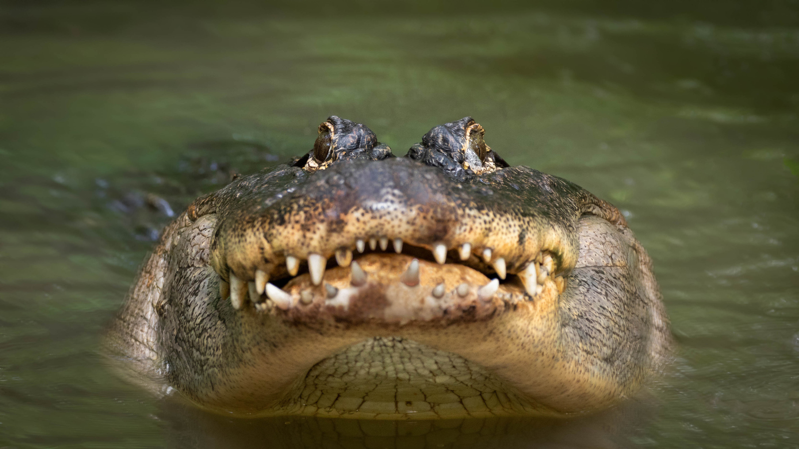 Florida Woman Killed In Alligator Attack After Pulled From Canoe