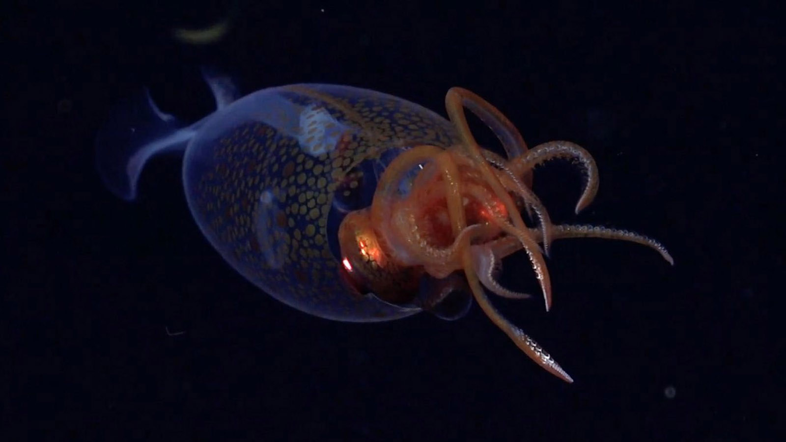 Live Colossal Squid Filmed For First Time In 100 Years