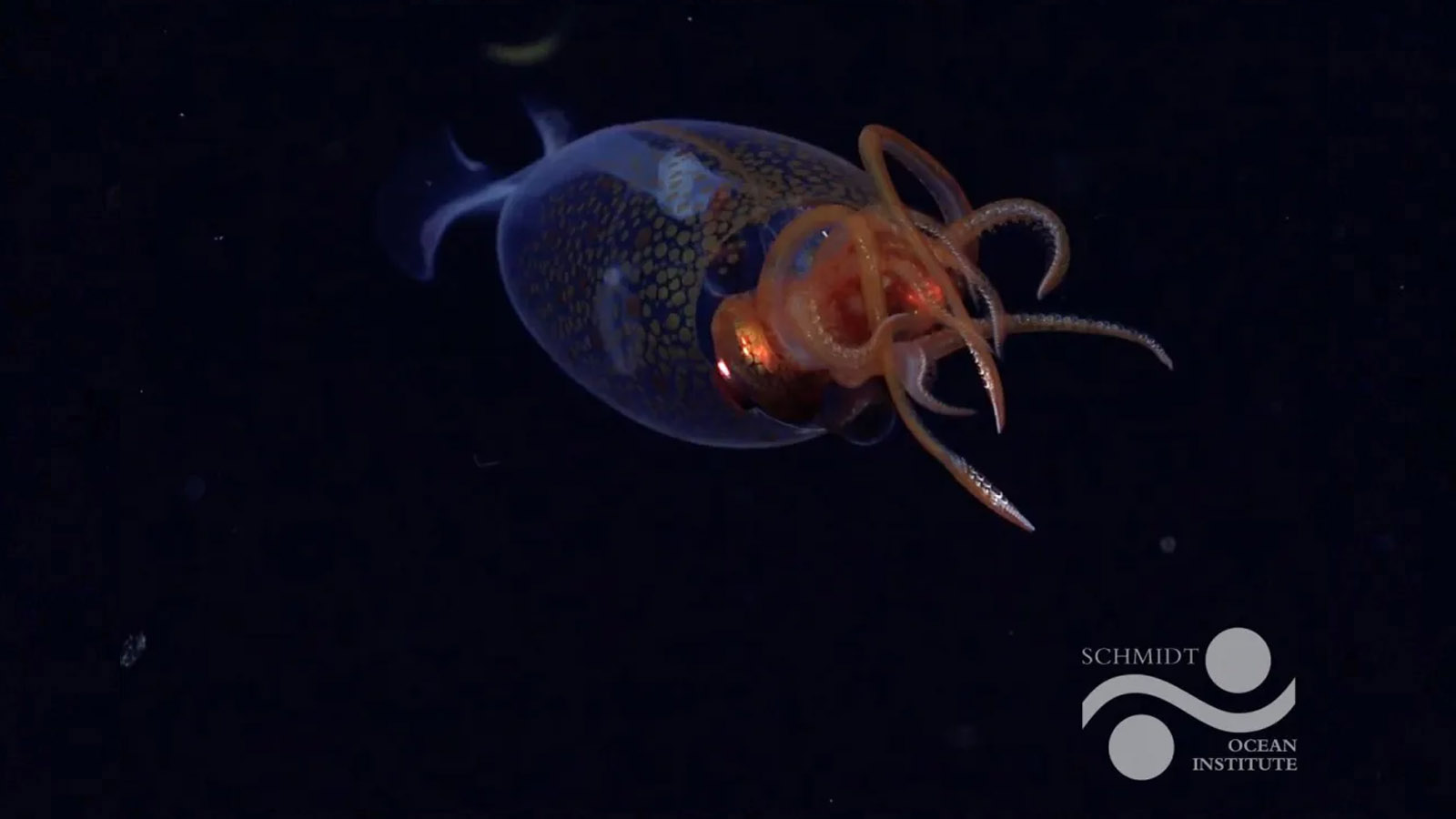 Live Colossal Squid Filmed For First Time In 100 Years