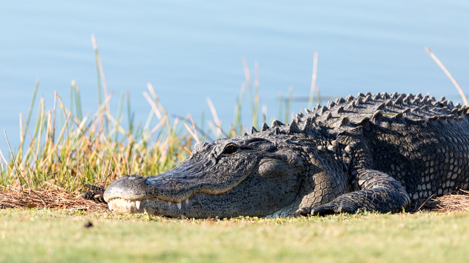 Truly Massive Alligator Spotted On The Kiawah Ocean Course