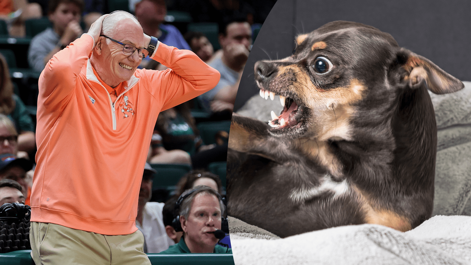 Virginia Basketball Player Bit By Dog During Wild Recruiting Saga