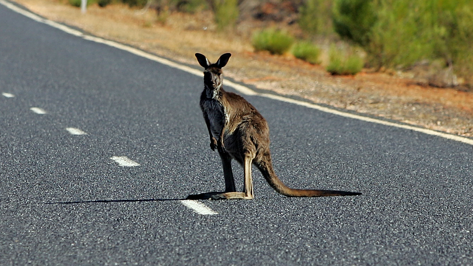 Alabama Highway Shut Down By Runaway Kangaroo