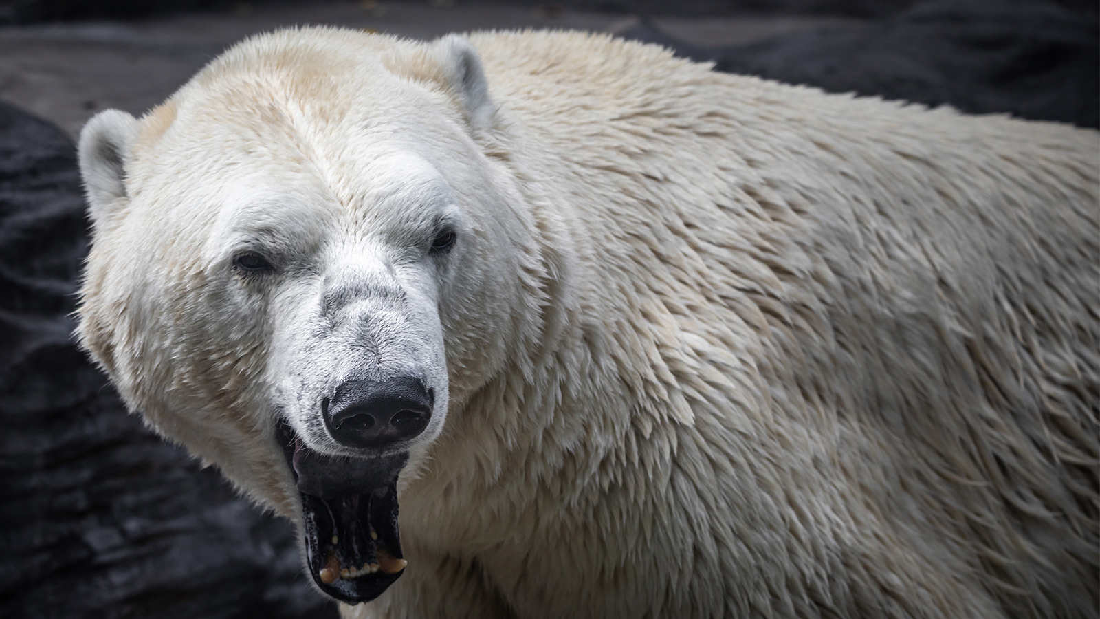 Man Escapes Polar Bear Attack On Snowmobile In Norway