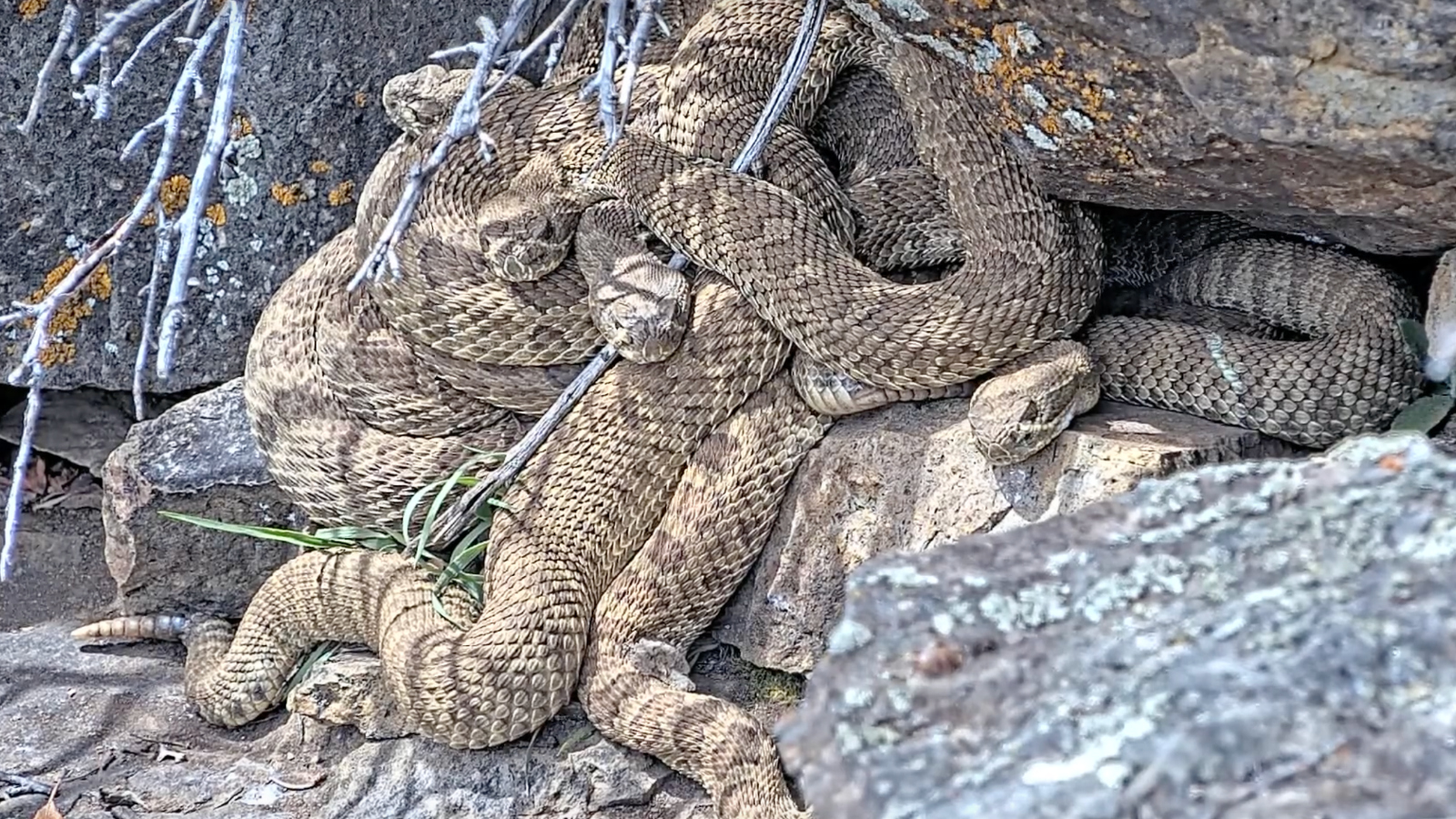 Colorado Trail Cam Captures Hundreds Of Prairie Rattlesnake