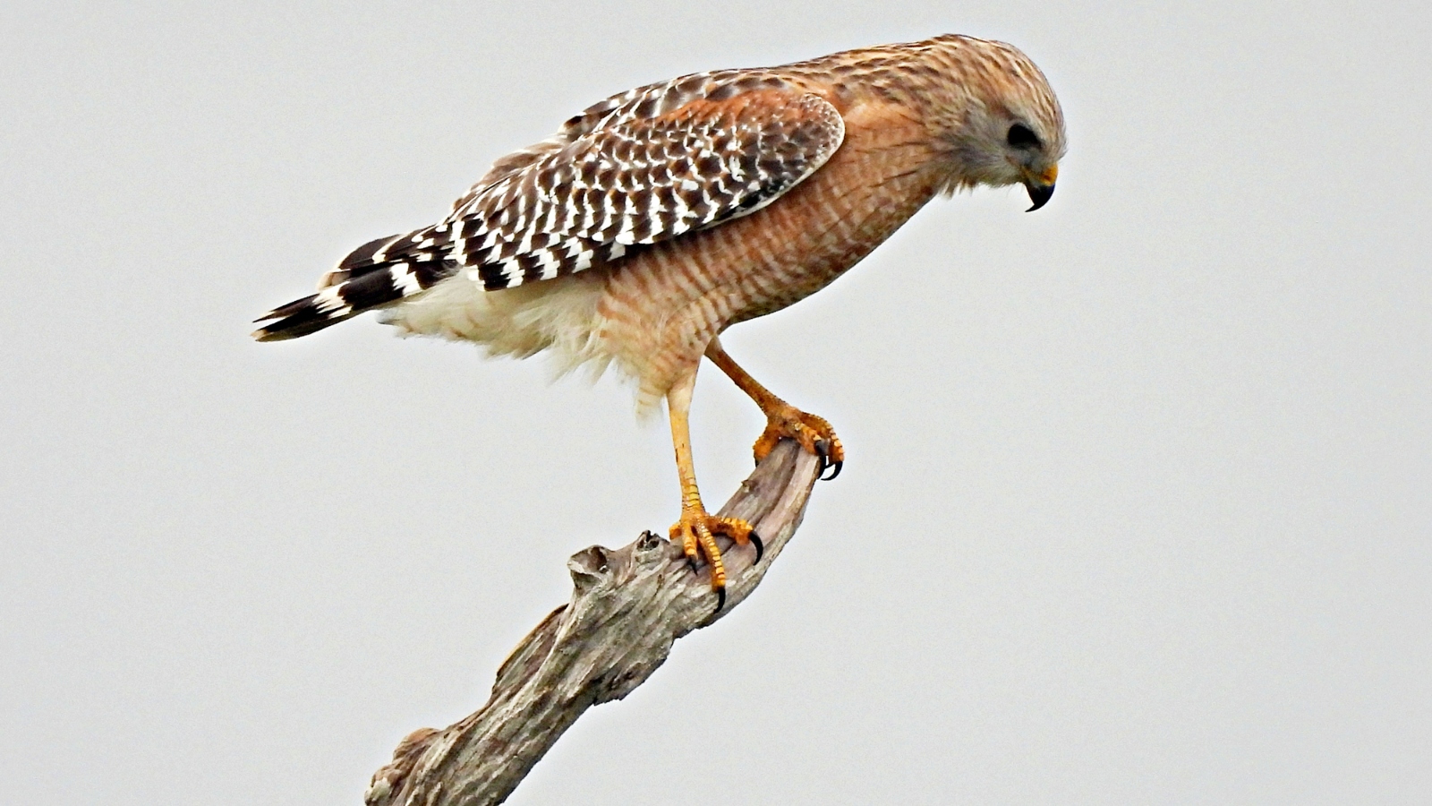 Sarasota Business Hurting Due To 'Attack Hawks' Dive Bombing